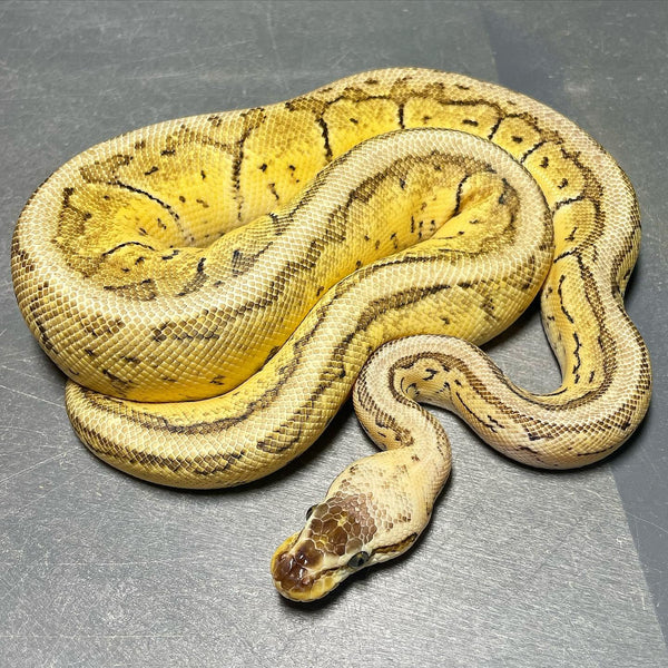 (Sandblast) Superblast Pied Ball Python For Sale – Trademark Exotics